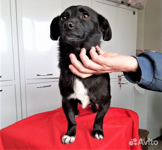 Маленькая Мушка ищет семью