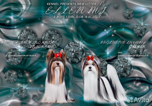 Прелестные биверы