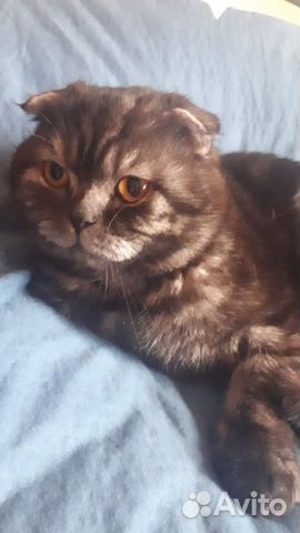 Шотландский кот вислоушка