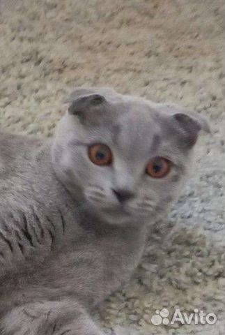 Шотландский вислоухий кот