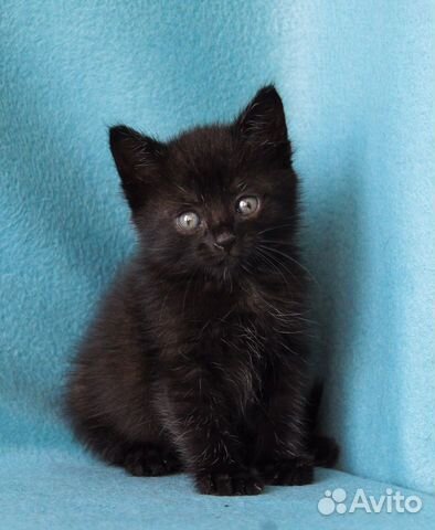Черный котенок в добрые руки