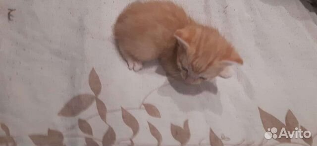 Кошки породистые бесплатно