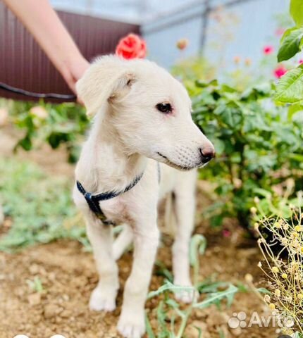 Малыш Шон в добрые руки