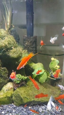 Меченосцы оранжевые