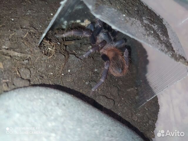 Пауки птицееды