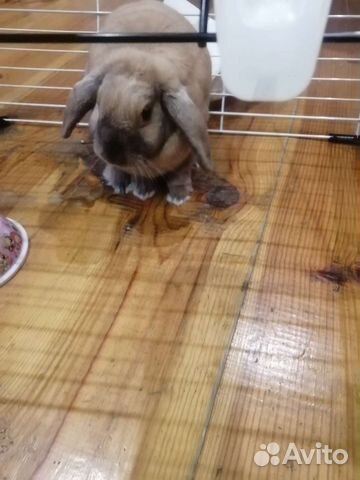 Декоративные кролики