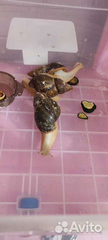 3 Улитки ахатины, 1 улитка 8 см,с контейнер