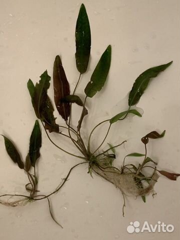 Аквариумные растения