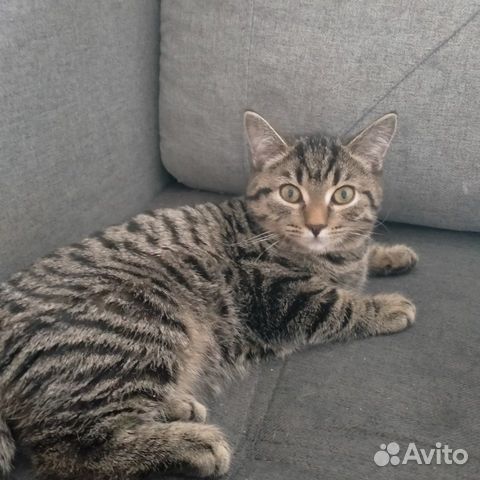 Кошечка 1,5-2 года