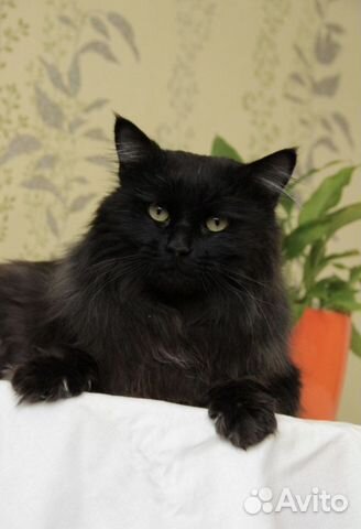 Кот