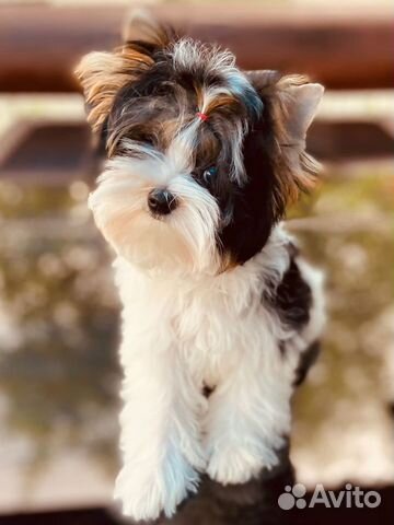 Бивер йорк мальчик стандарт