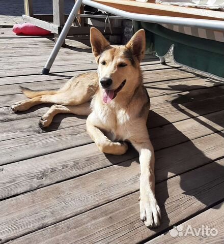 Собака смесь немецкой овчарки и лайки