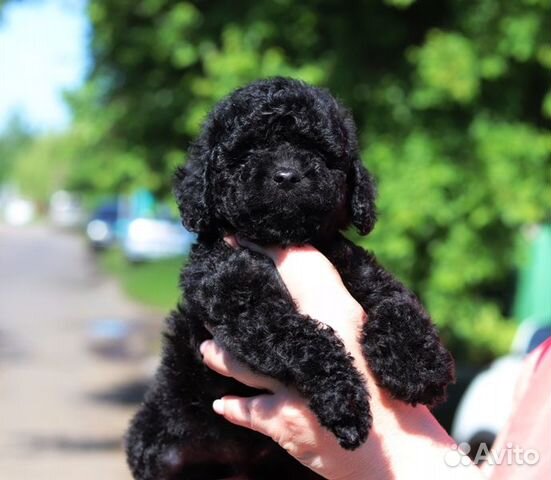 Чудесные девочки той пуделя