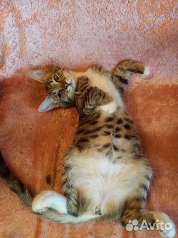 Кошка Серафима 4 мес. в дар