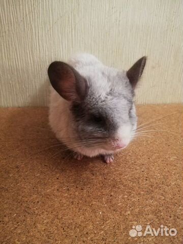 Шиншилла белый вильсон