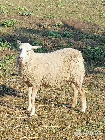 Романовские овцы