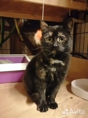 Котята в дар, спасены с улицы