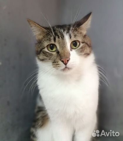 Кот Ваня в добрые руки