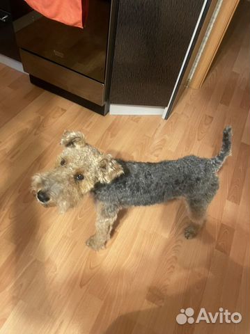 Вельштерьер вязка
