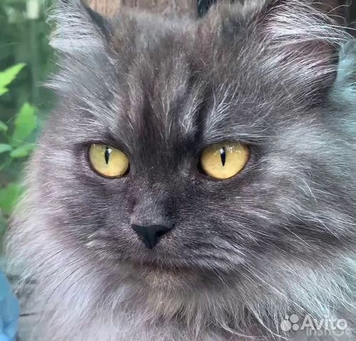 Сибирская голубая кошка