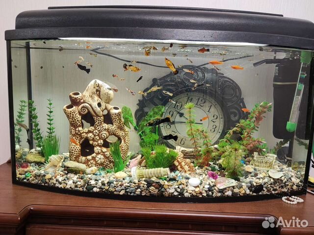 Аквариумные рыбки гуппи меченосцы