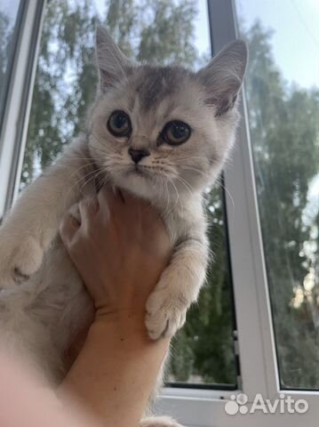 Британская белая шиншилла