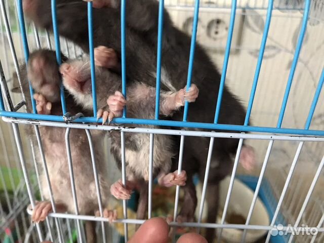 Лысые крысы