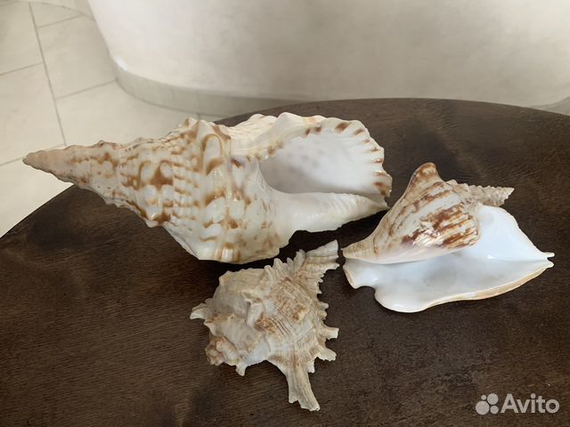 Ракушки и камни для аквариума