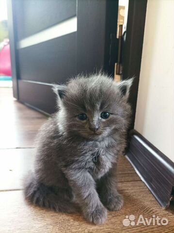 Котята. Сибирская Голубая