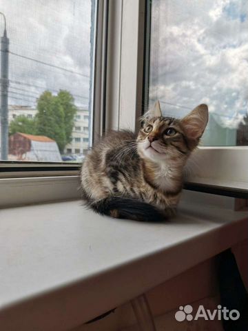 Кошка в дар бесплатно