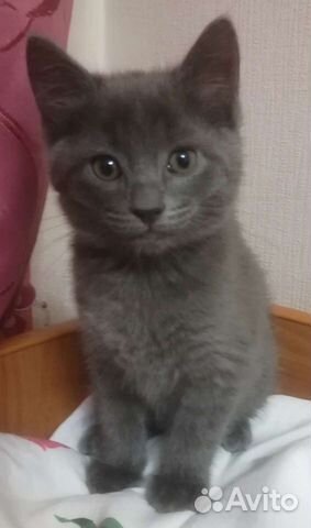 Котенок мальчик бесплатно