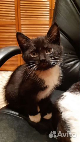 Котята в добрые руки бесплатно