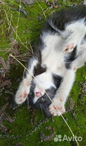 Котята в гаражах