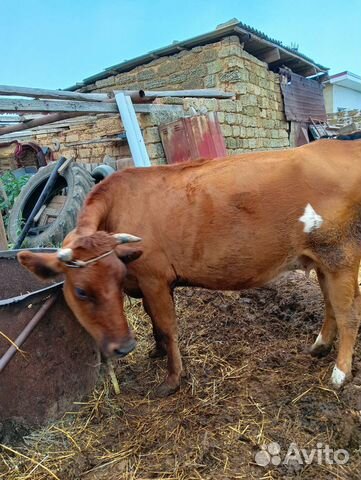 Корова на мясо