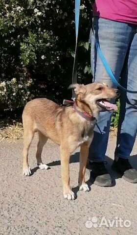 Малорослая собачка в добрые руки