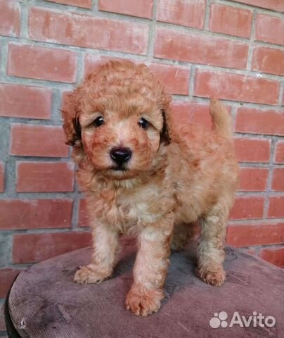 Маленькая собака