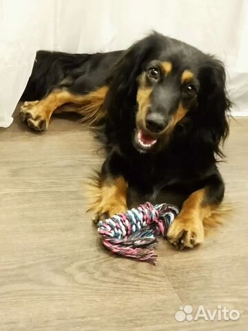 Собака маленькая порода