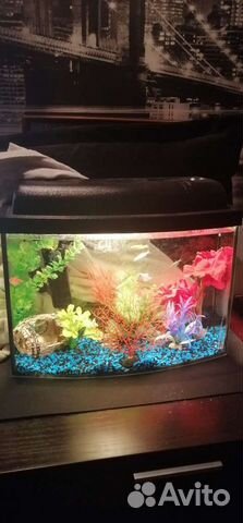 Аквариум с рыбками, декором 30л