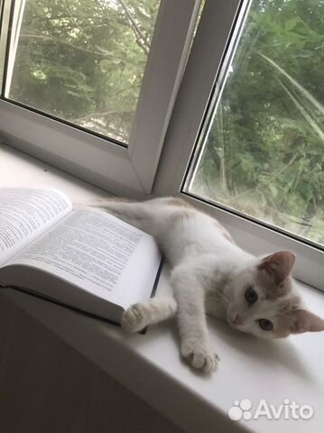 Анатолийский котенок