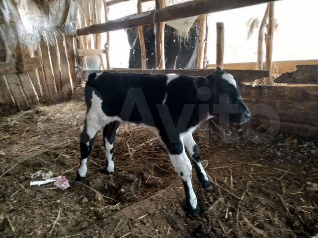 Продам телёнка бычок