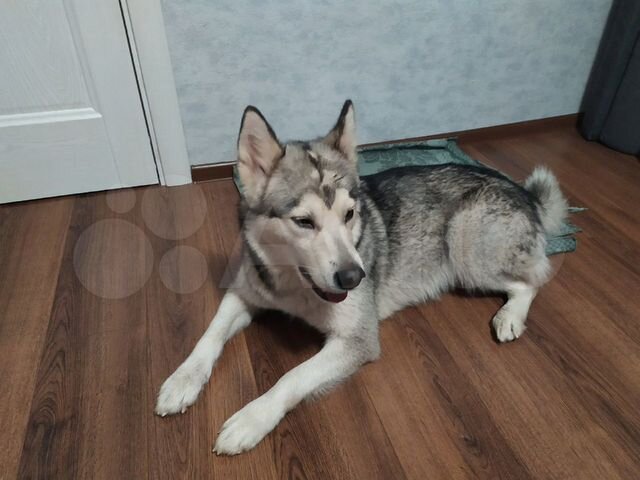Молодого Маламута в дар