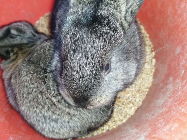 Крольчата продам