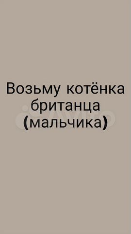 Возьму в добрые руки котёнка британца(мальчика)