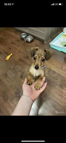 Щенки цвергпинчера