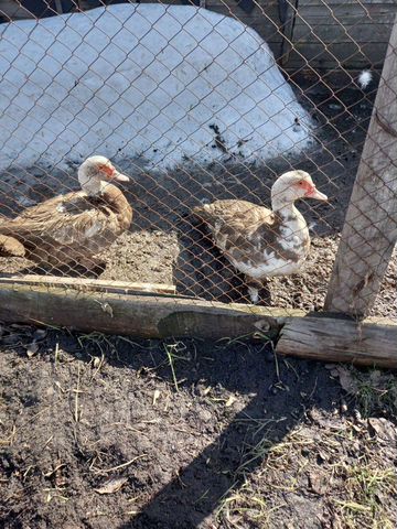 Индоутки семья