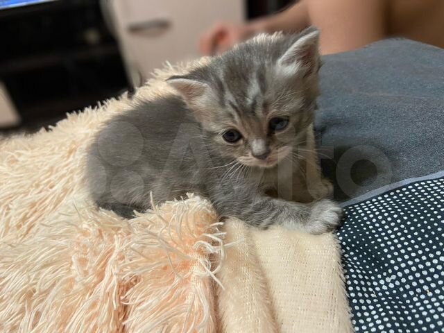 Шотландские котята
