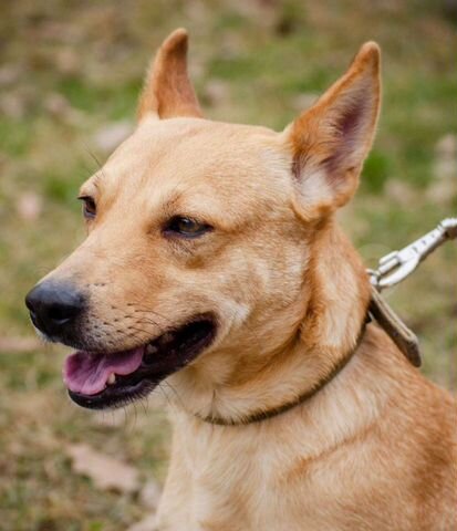 Собака Бемби, 3 года, весёлый звоночек