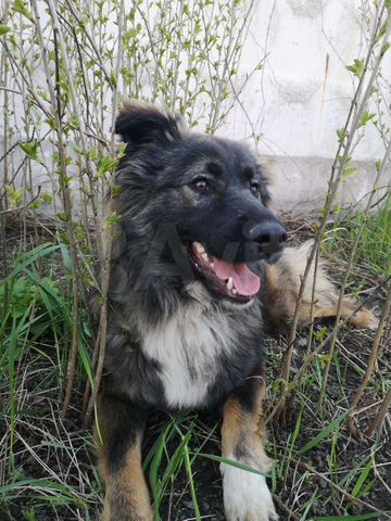 Метис овчарки