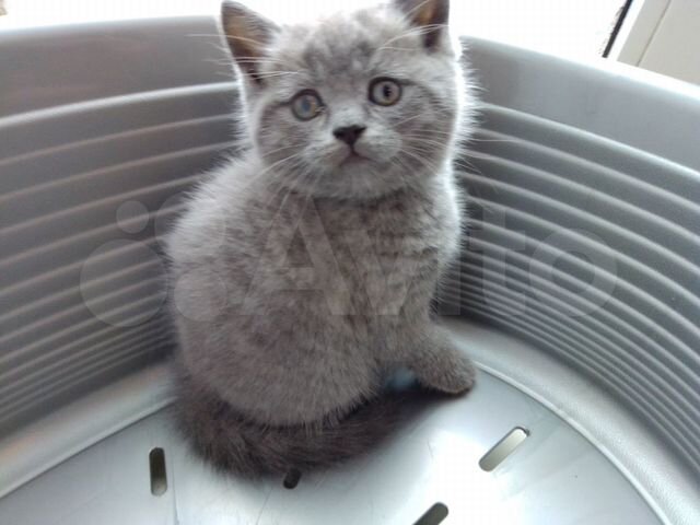 1,5 мес- озорные девчушки -трататушки