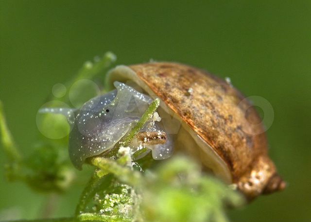 Улитка-покемон (Radix rubiginosa)